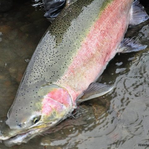 Steelhead – WFO | Western Fishing Operations